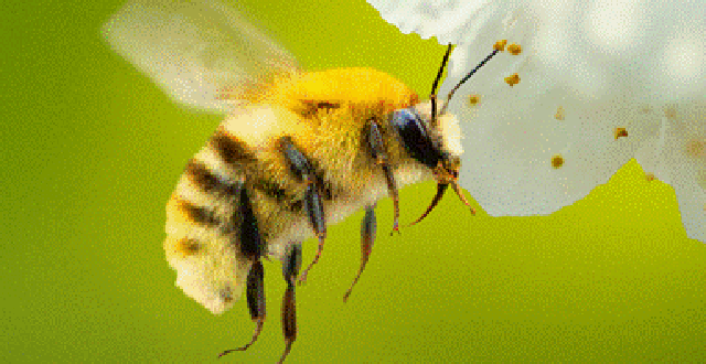 Secretos de las abejas llega a Disney+ por el mes de la Tierra - TVFACTUAL